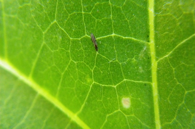 How to identify Thrips | PestAdvisors.com
