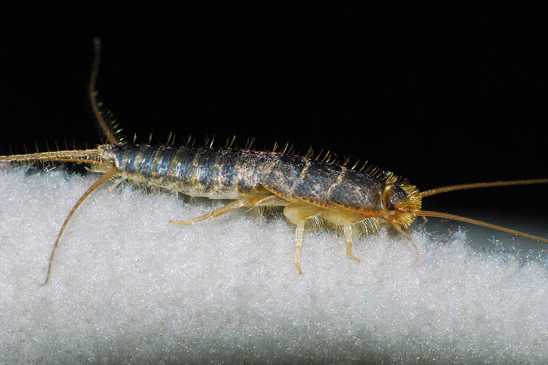 How to identify Silverfish | PestAdvisors.com