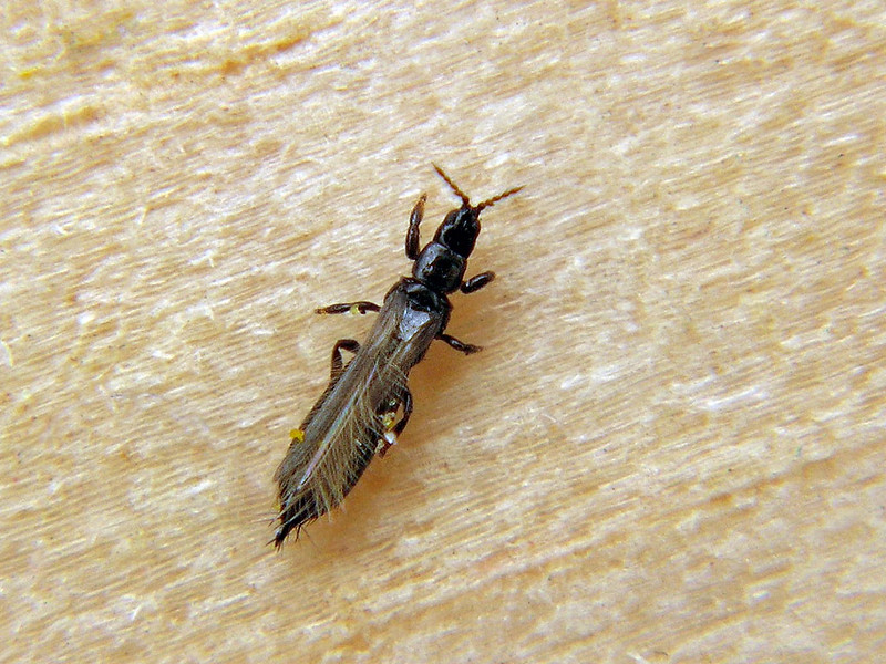 How to identify Thrips | PestAdvisors.com